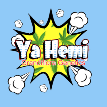 Rude Dawgs Genetics - Hemp Seeds